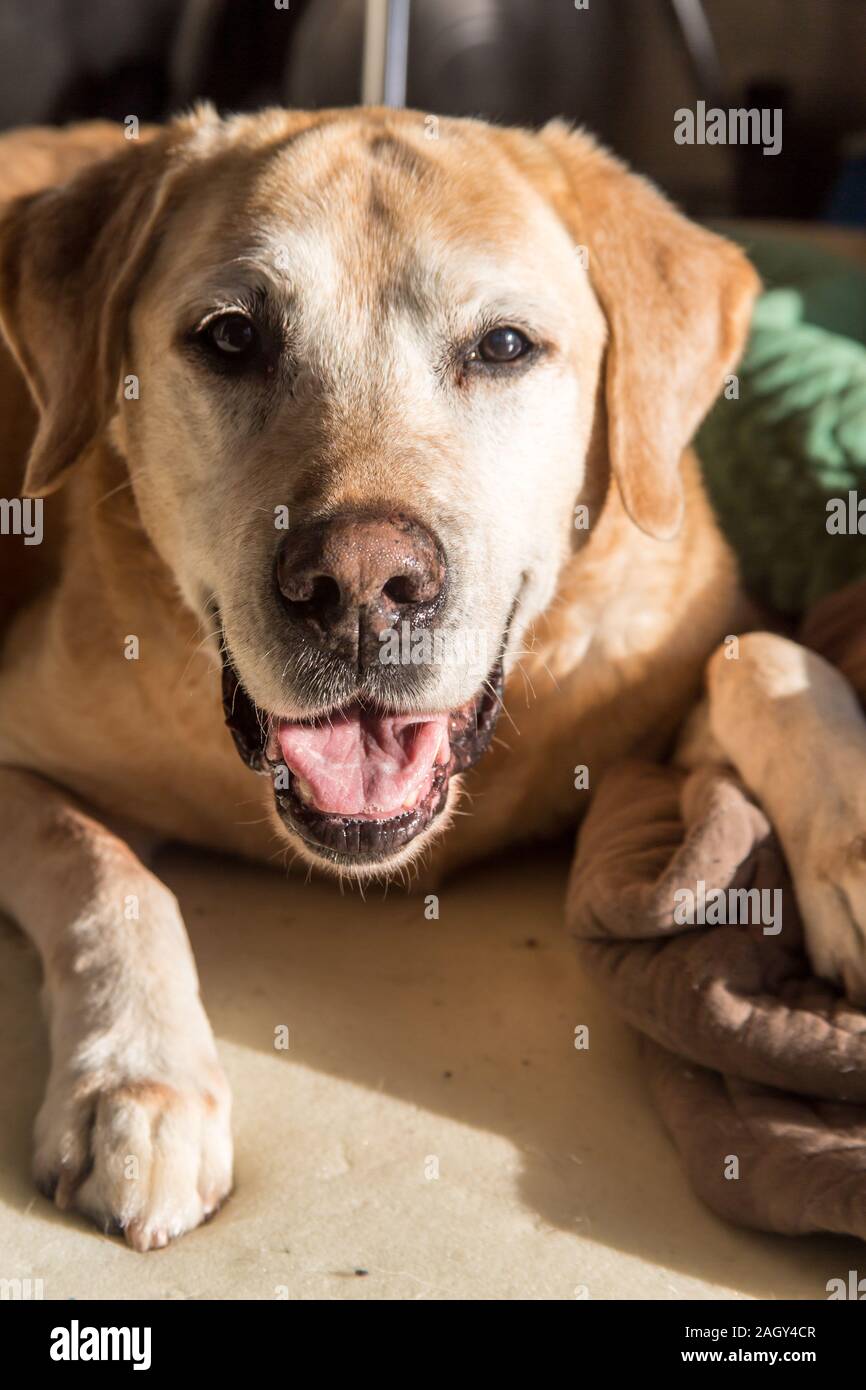 dramatic image of a expresive old yellow labrador retriever with a ...