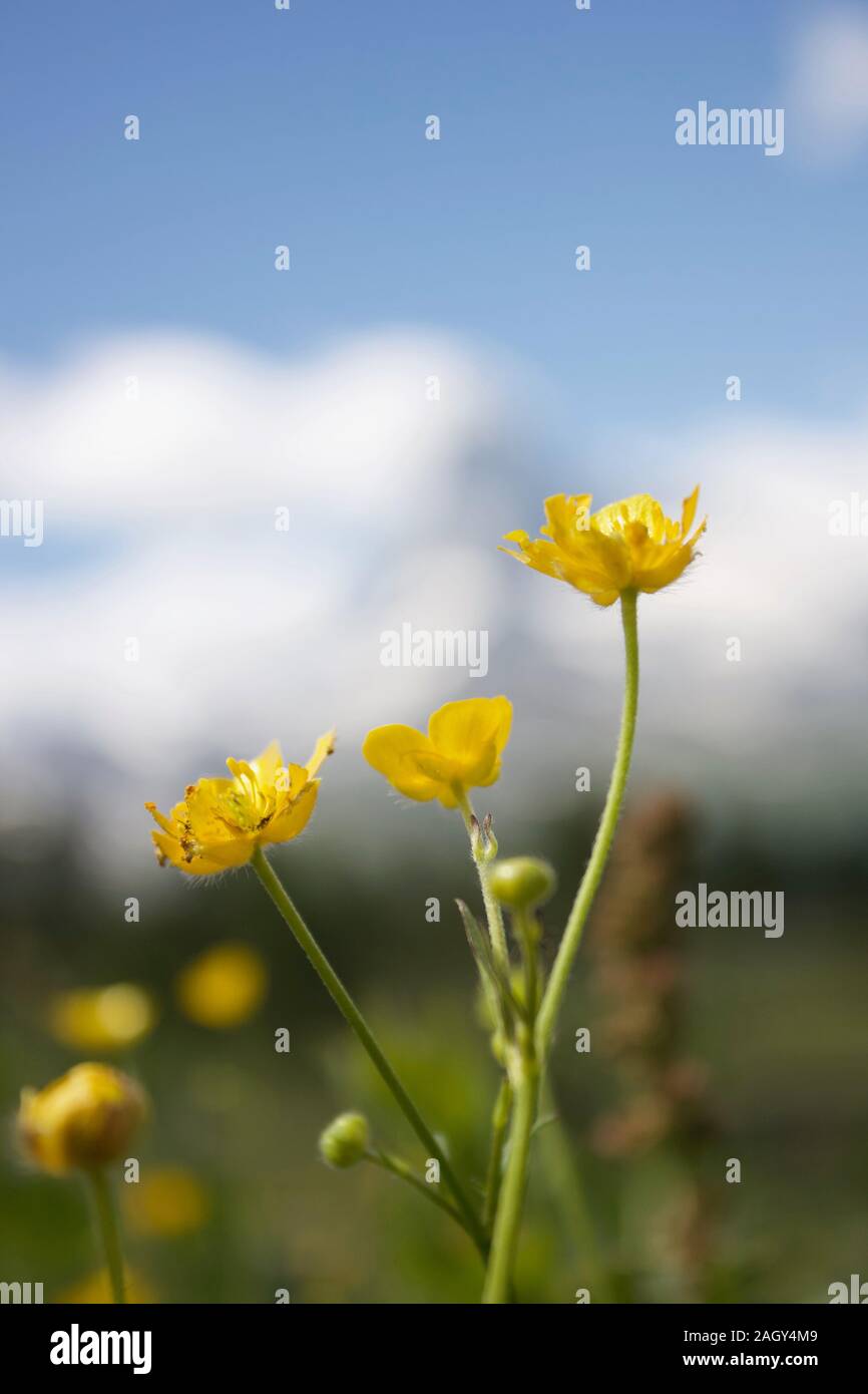 Wild flowers in Switzerland Stock Photo - Alamy