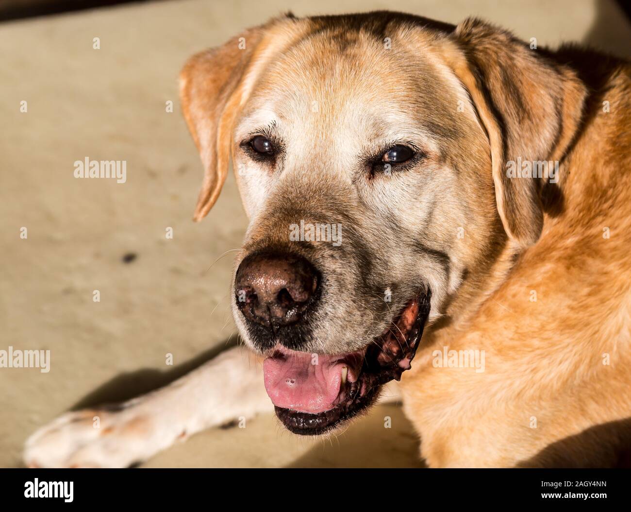 dramatic image of a expresive old yellow labrador retriever with a ...
