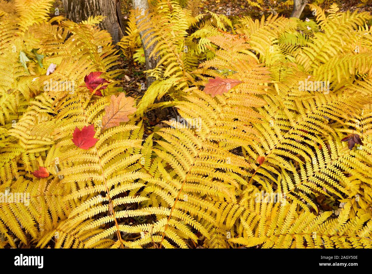 The forest floor comes alive with golden ferns in a northern Indiana ...