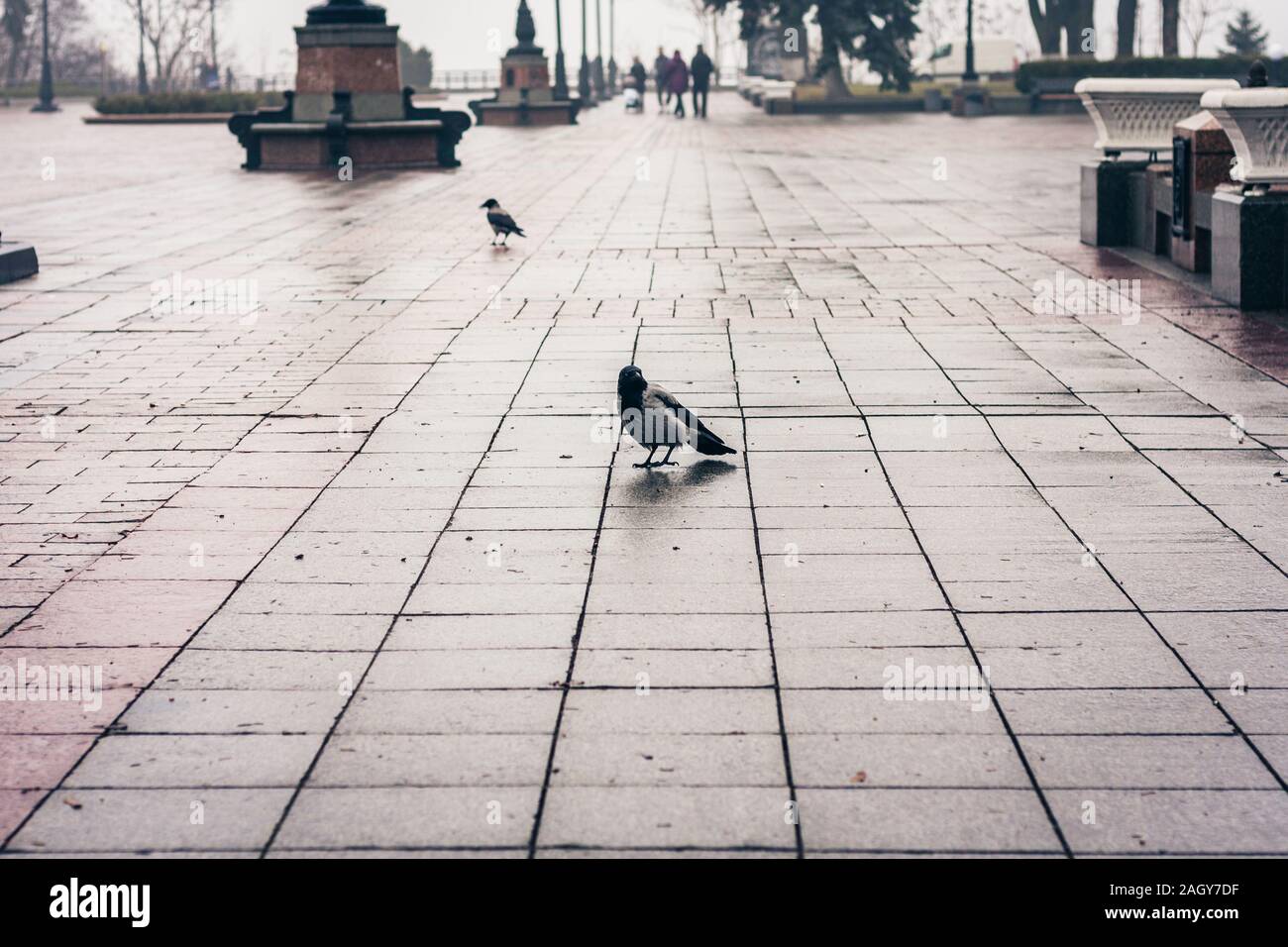 Black crow on the pavement sidewalk in the park on an autumn day Stock ...