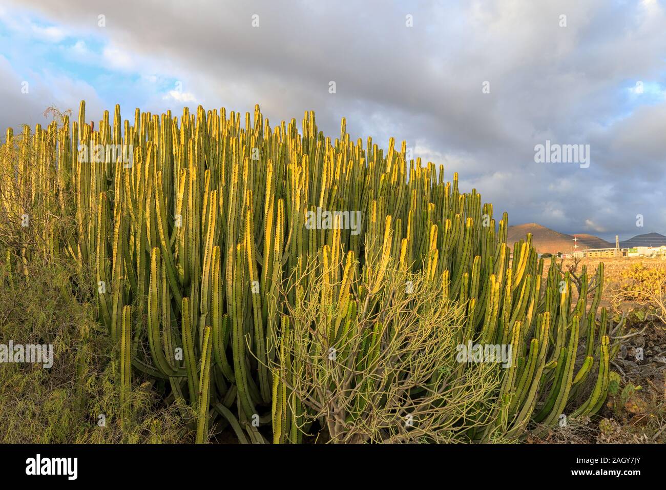 Large Canary Spurge cactus in Tenerife, Spain Stock Photo - Alamy