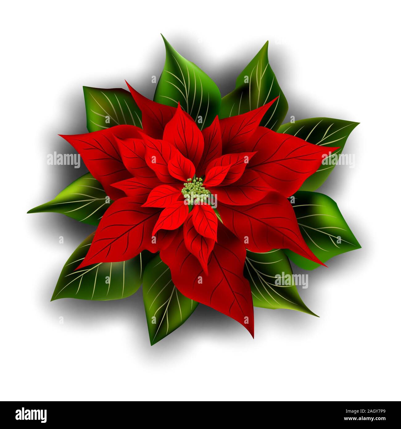 Poinsettia flower isolated on white background Stock Photo - Alamy