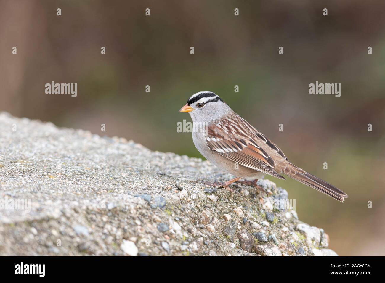 White crowned Sparrow at Delta BC Canada Stock Photo - Alamy