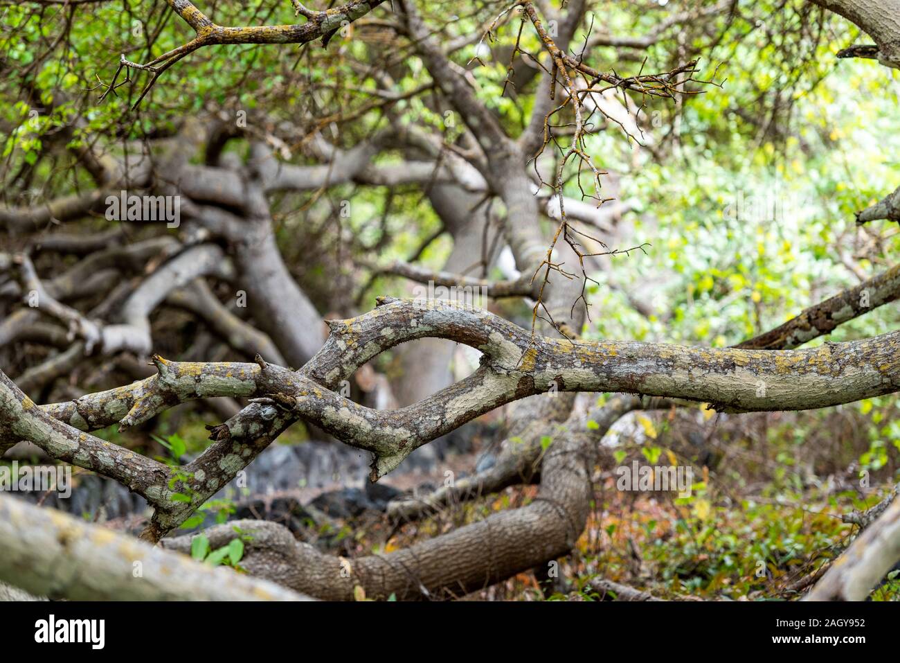 Twisted tree branches hi-res stock photography and images - Alamy