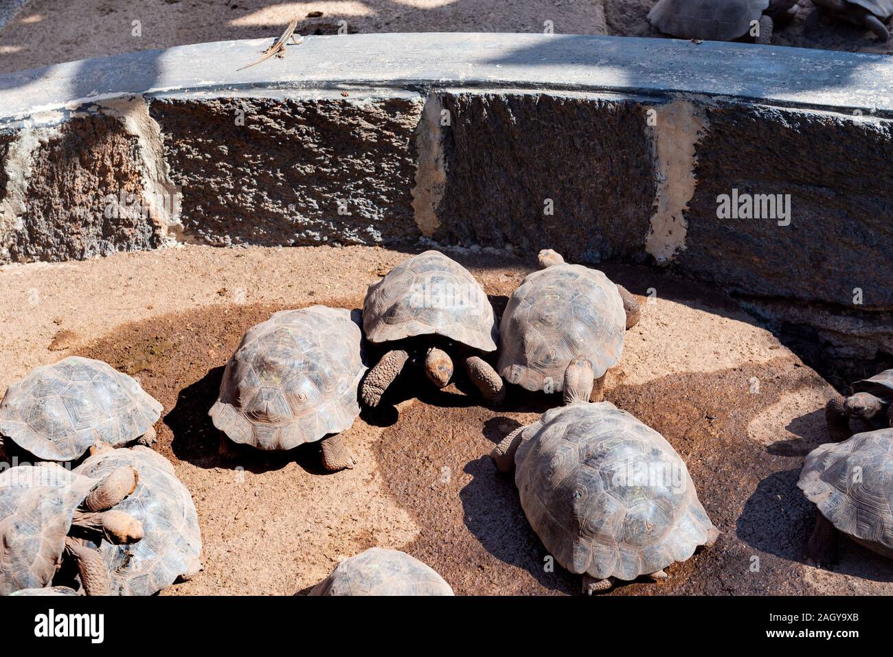 Turtles at the zoo, Galapagos Island, Isla Isabela Stock Photo - Alamy