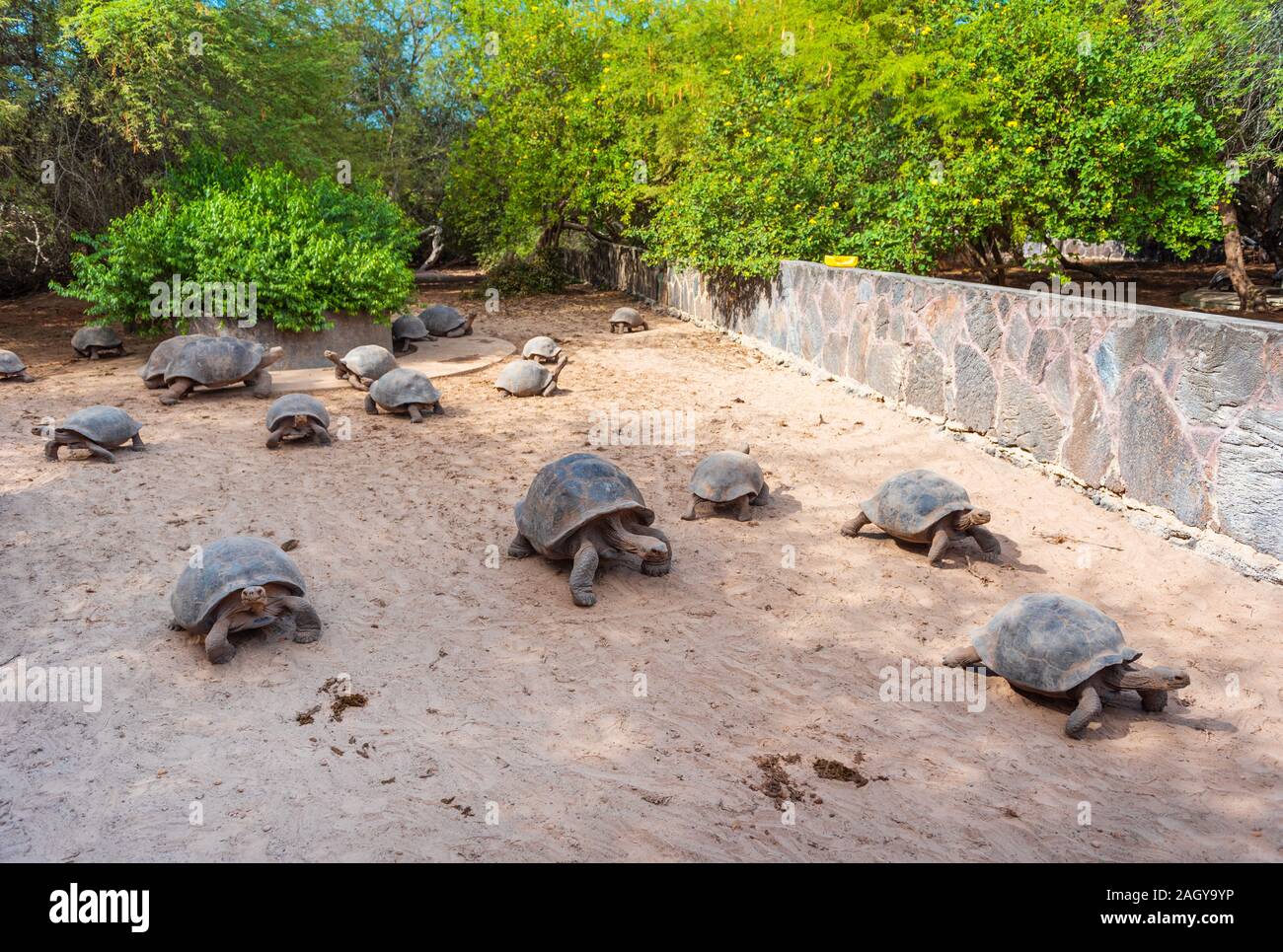 Turtles at the zoo, Galapagos Island, Isla Isabela Stock Photo - Alamy
