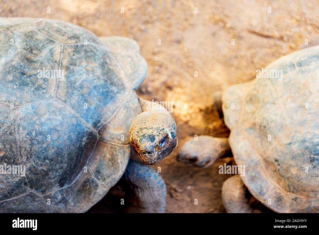 Turtles at the zoo, Galapagos Island, Isla Isabela. Close-up Stock ...
