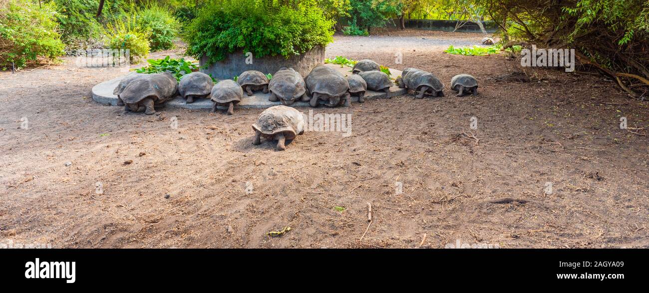 Turtles at the zoo, Galapagos Island, Isla Isabela Stock Photo - Alamy