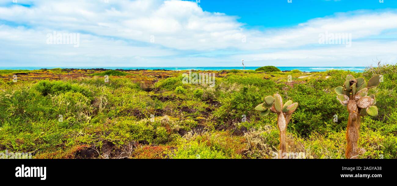 Plants on a background of a seascape, Galapagos Island, Isla Isabela ...