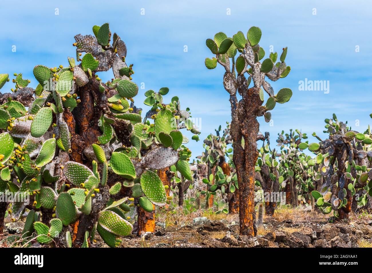 Giant cactus trees against the sky, Santa Cruz Island-Port Ayora ...