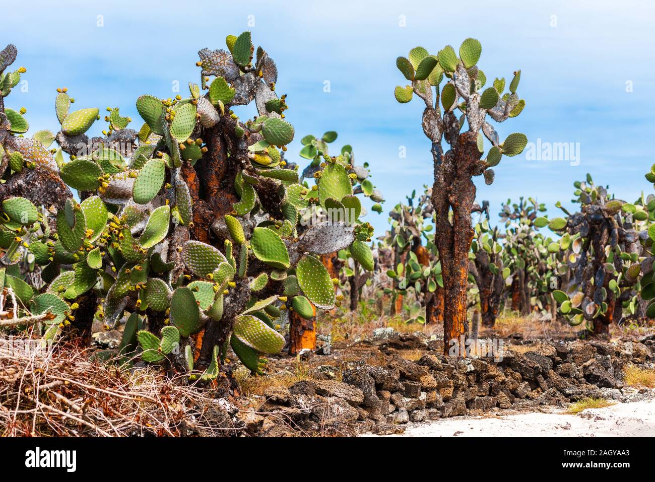 Giant cactus trees against the sky, Santa Cruz Island-Port Ayora ...