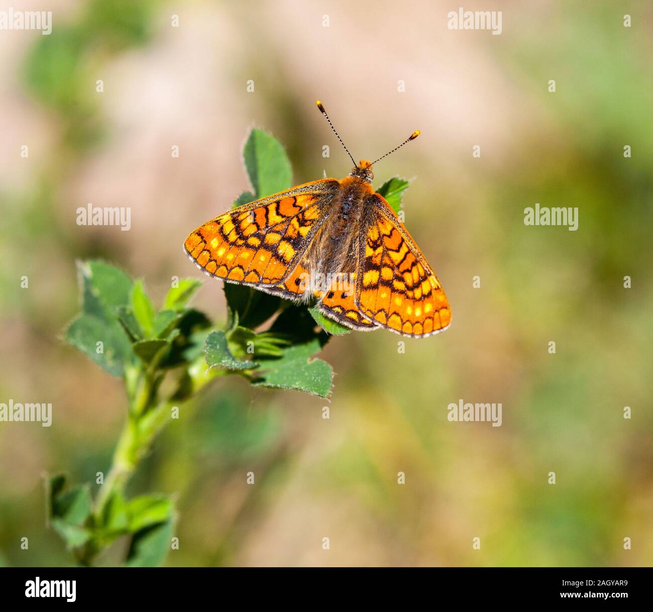 Marsh Fritillary butterfly Eurodryas aurinia llyn peninsula North Wales ...