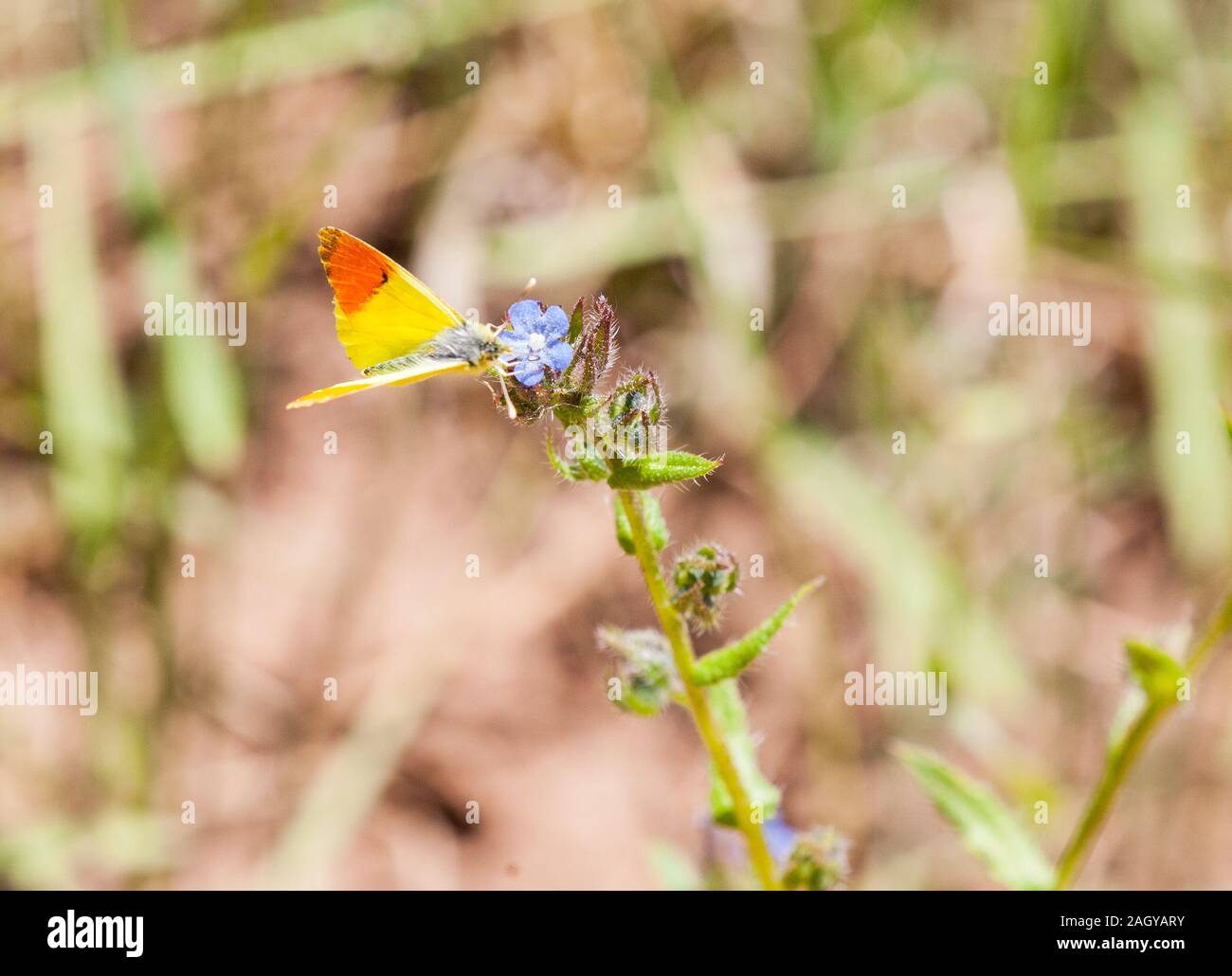 Provence wildlife hi-res stock photography and images - Alamy