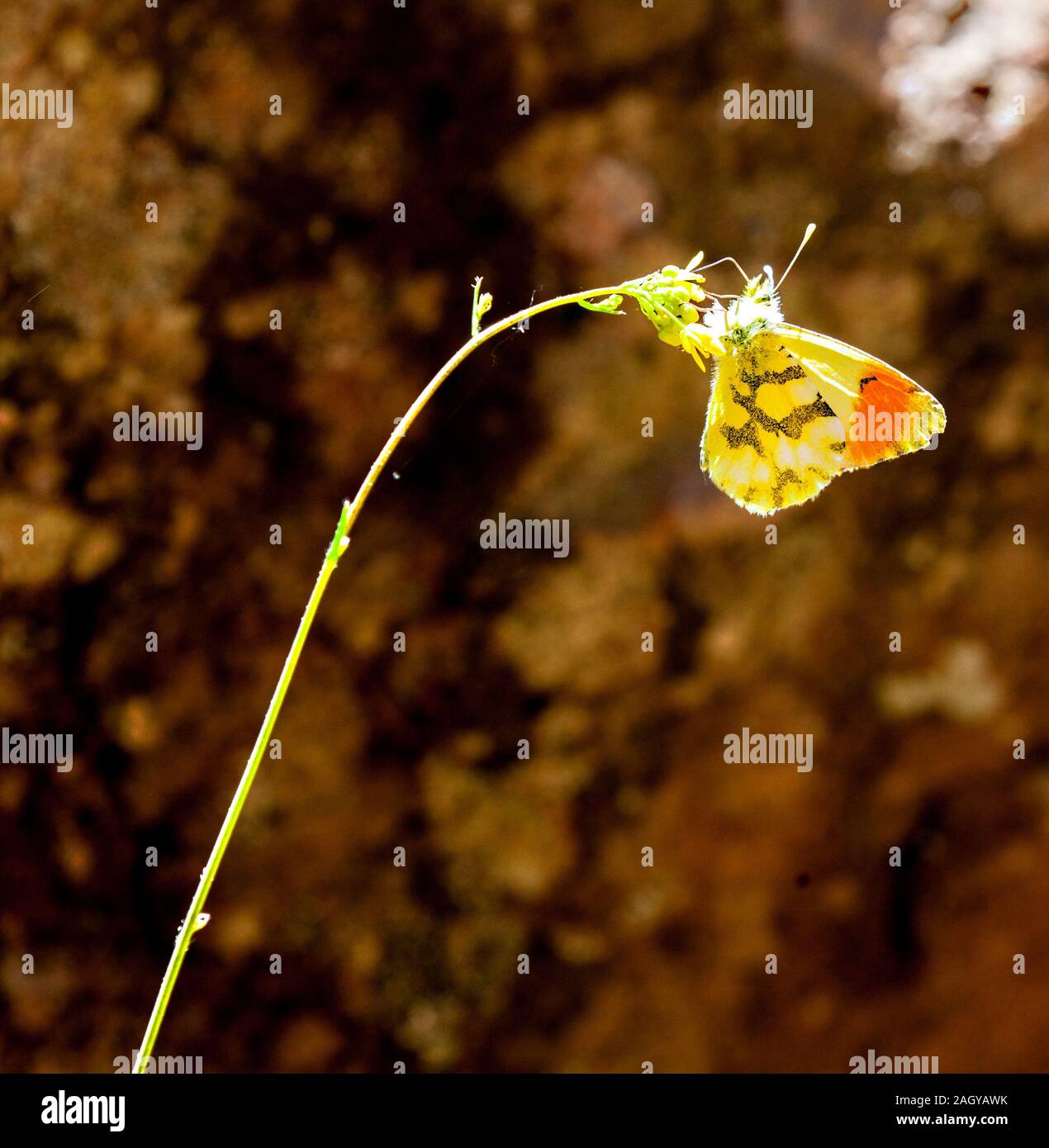 Provence wildlife hi-res stock photography and images - Alamy