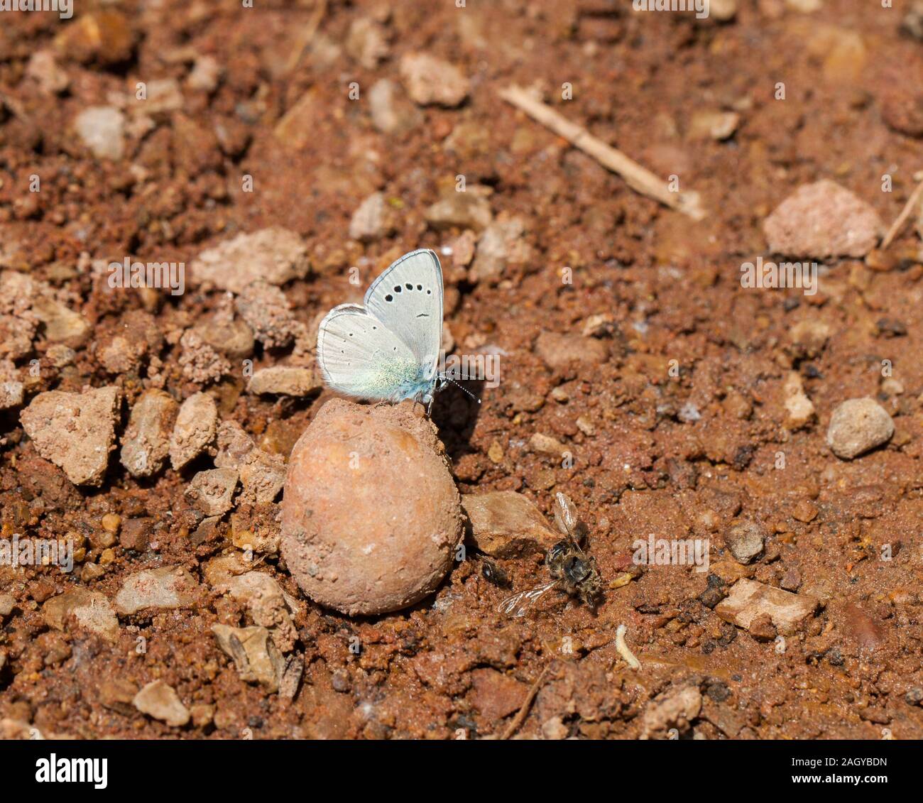 Green underside Blue butterfly Glaucopsyche alexis butterfly on the ...