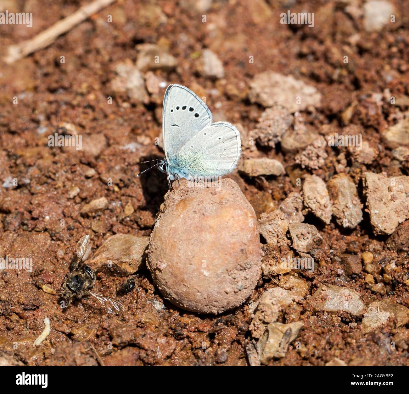 Green underside Blue butterfly Glaucopsyche alexis butterfly on the ...