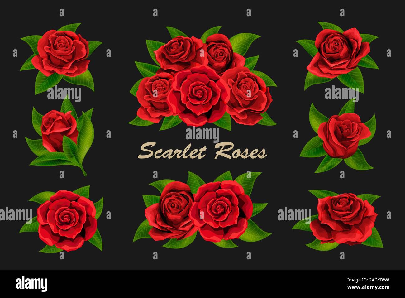Scarlet red roses flowers with green leaves isolated on dark Stock ...