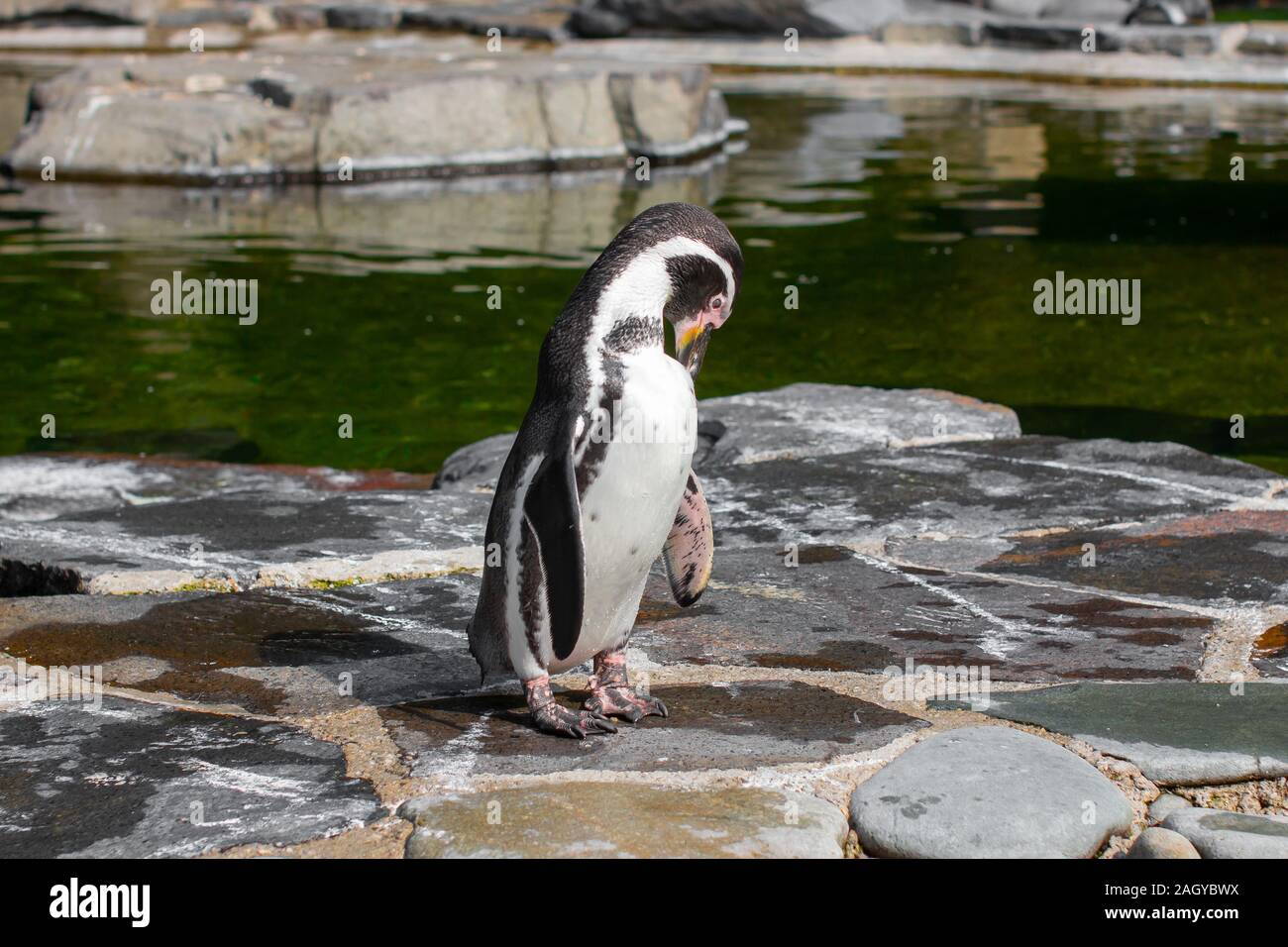 A standing penguin close-up view Stock Photo - Alamy