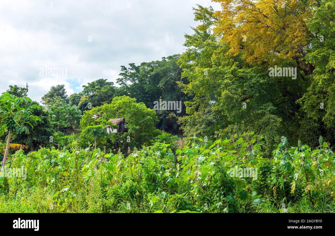 A house on a tree, Tanna Island, Vanuatu Stock Photo - Alamy