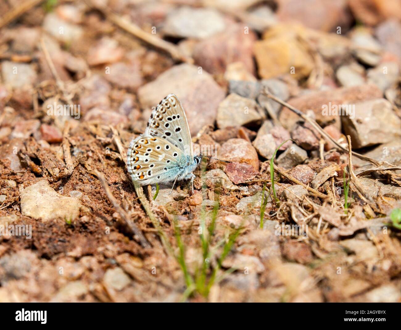 Underside of the Adonis Blue butterfly Lysandra bellargus in the Montes ...