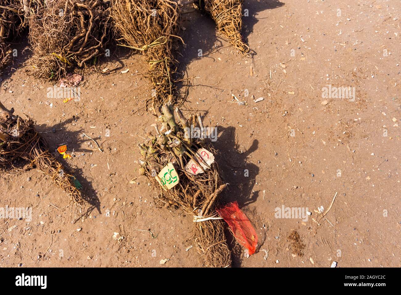 Roots at the vegetable market, Tanna Island, Vanuatu. Top view Stock ...