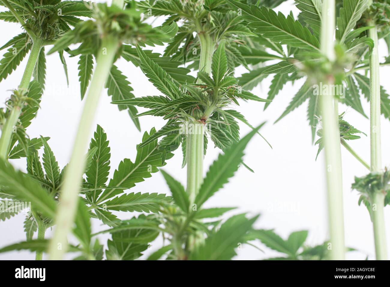 branches of a flowering hemp bush bottom view. cannabis branches with ...