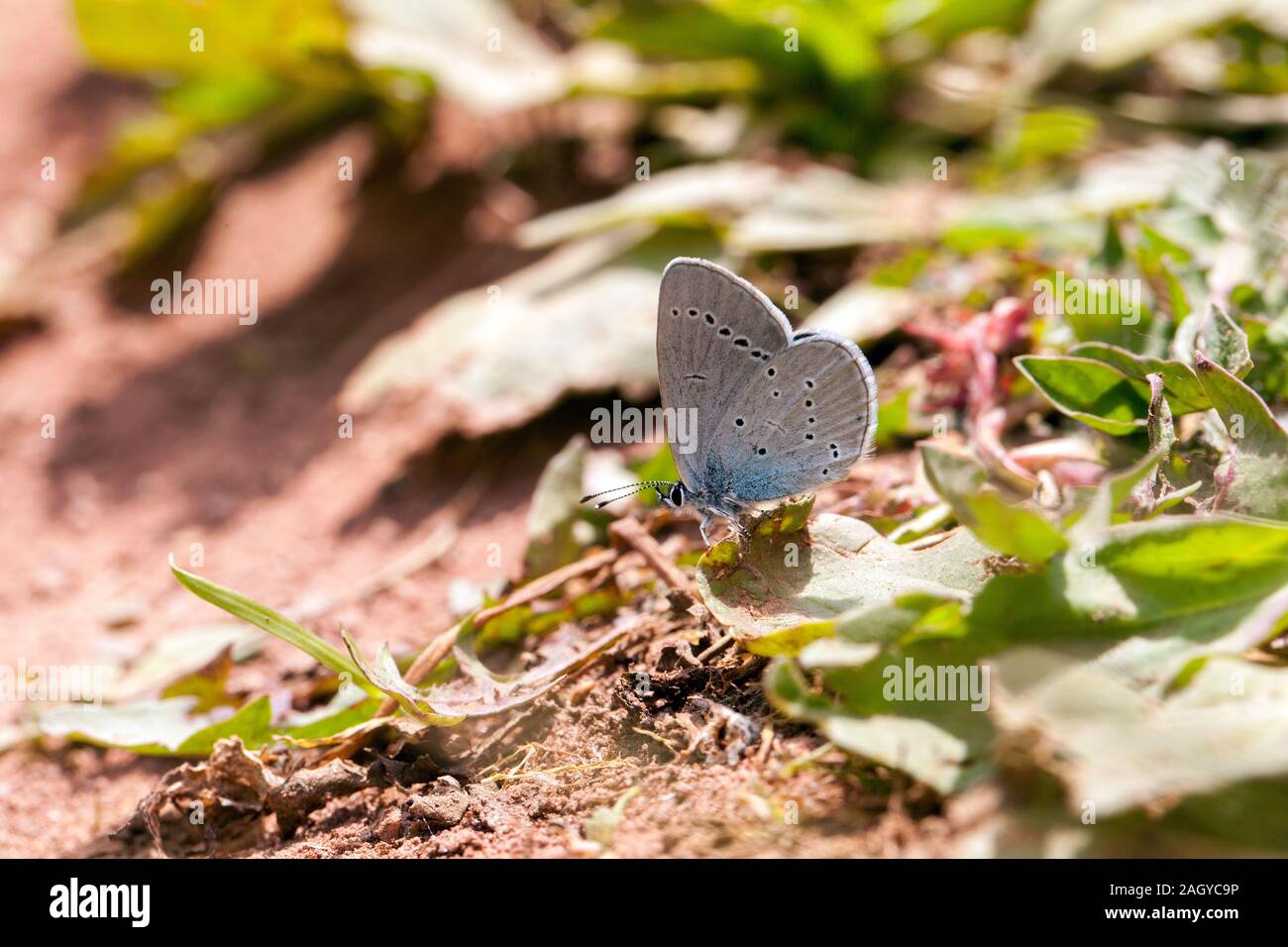 Green underside Blue butterfly Glaucopsyche alexis butterfly on the ...
