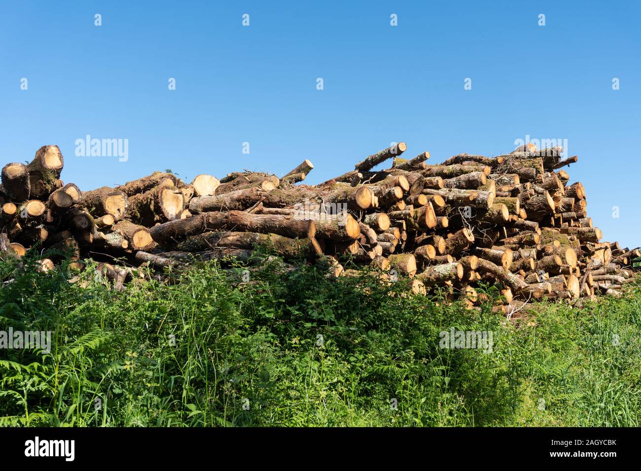 Wooden logs of oak tree, stacked in a pile for fire wood. Copy space ...