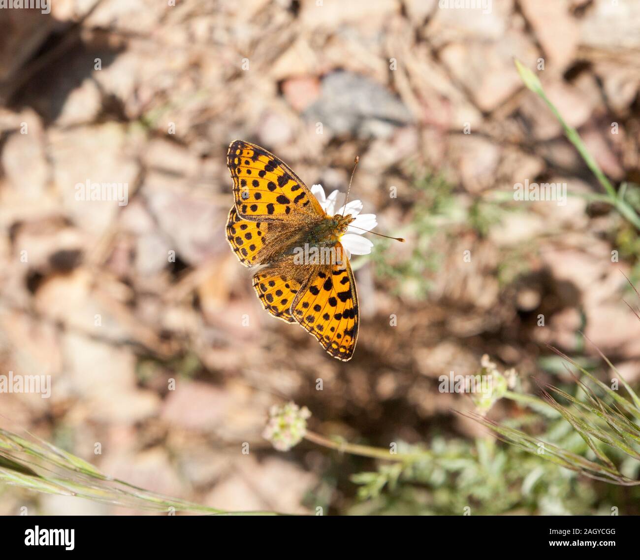 Queen of Spain Fritillary butterfly Issoria lathonia in the Spanish ...