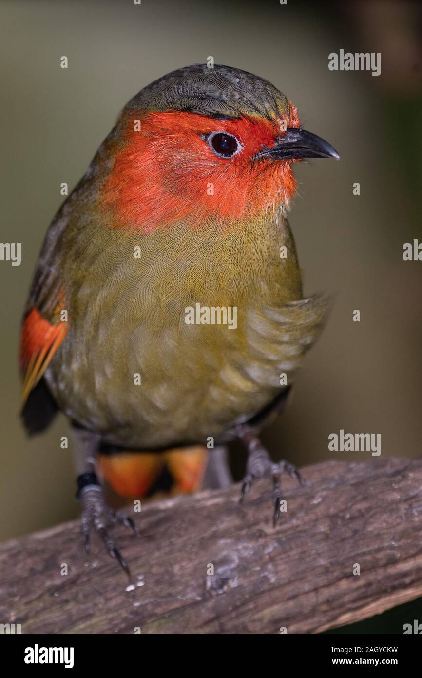 Beautiful bird, Scarlet-faced Liocichla (Liocichla ripponi) on a branch ...