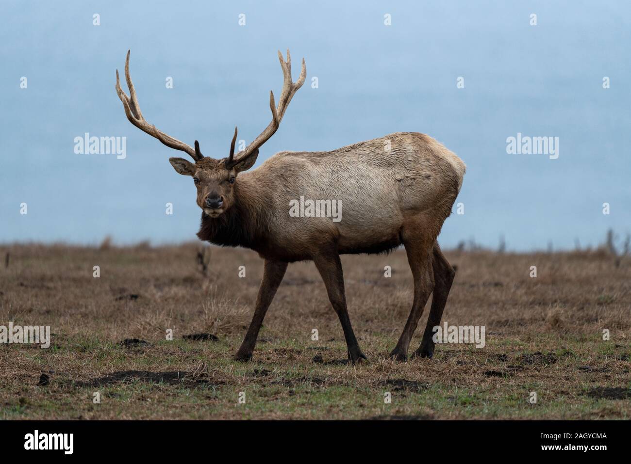 Wildlife Tule Elk at Point Reyes Stock Photo - Alamy