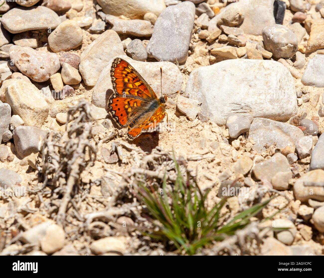 Spanish Fritillary butterfly Euphydryas desfontainii in the Spanish ...