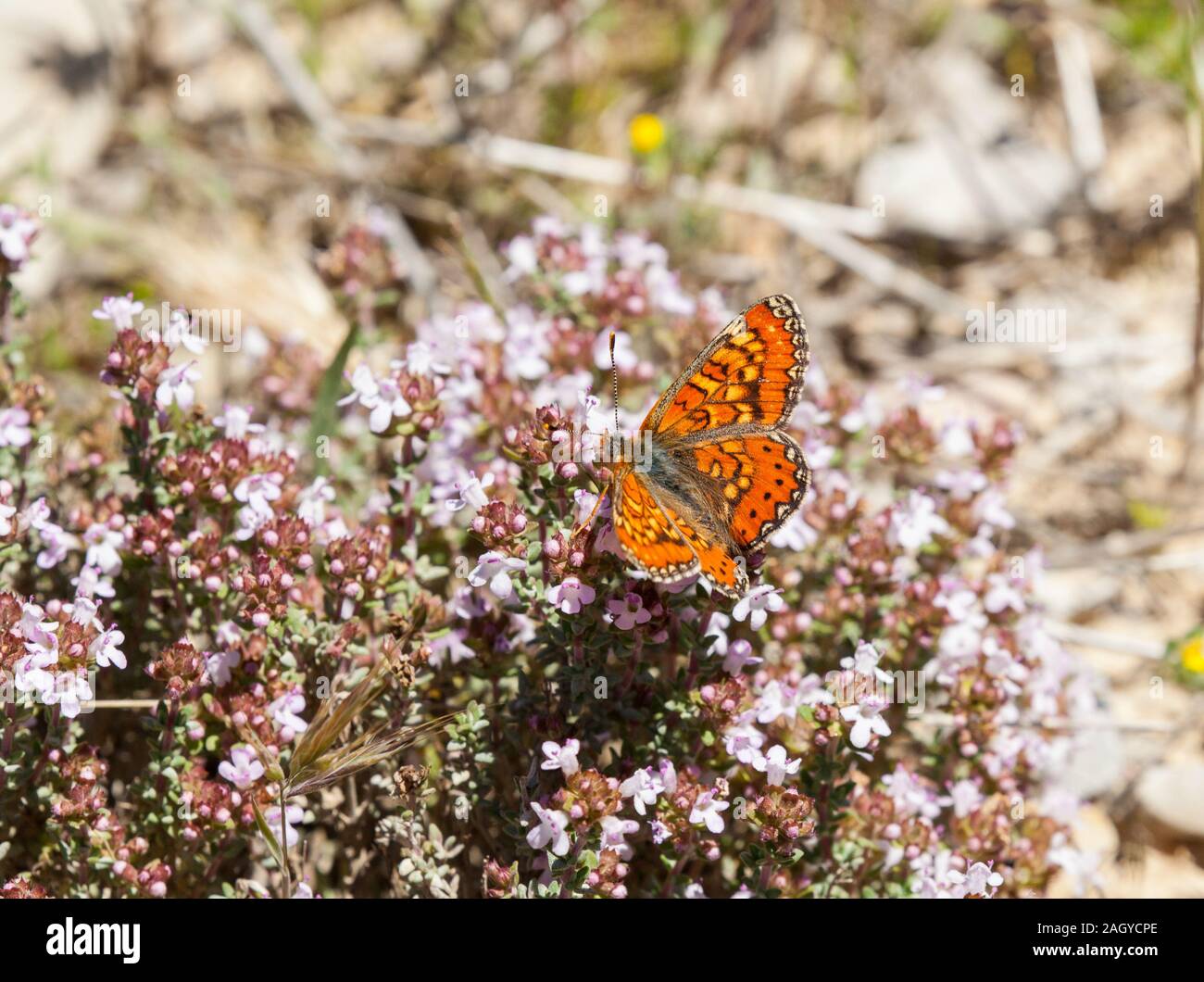 Spanish Fritillary butterfly Euphydryas desfontainii in the Spanish ...