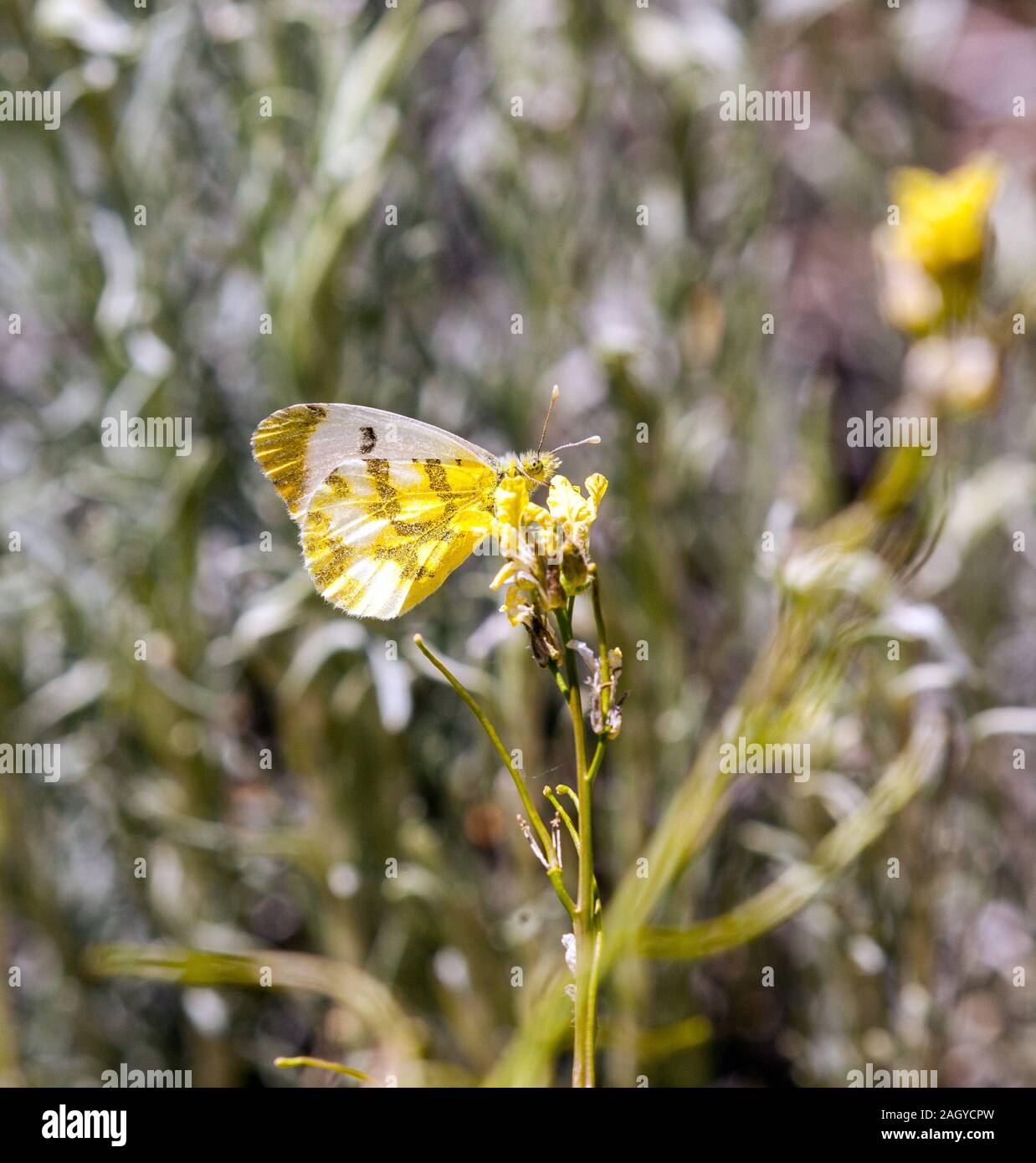 Butterfly provence hi-res stock photography and images - Alamy