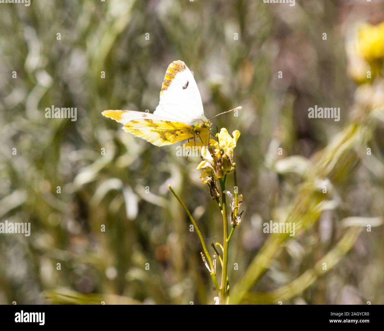 Provence or Moroccan orange tip butterfly Anthocharis euphenoides in ...