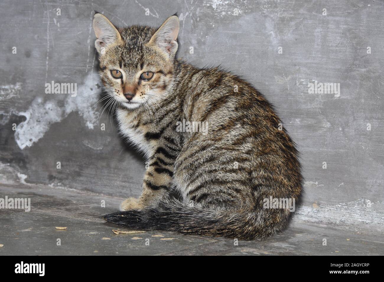 A kitten thinking Stock Photo - Alamy