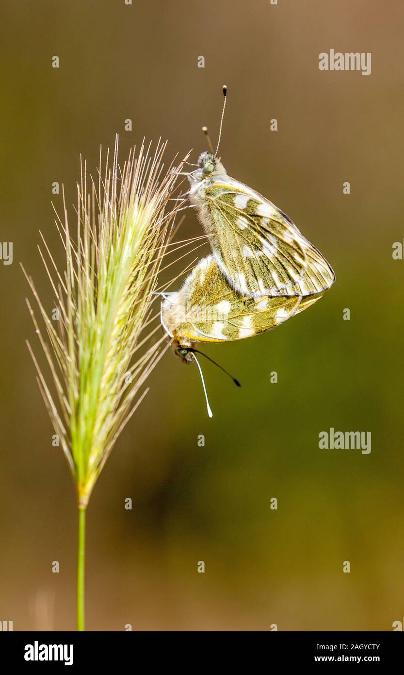 Two White Butterflies Mating High Resolution Stock Photography and ...