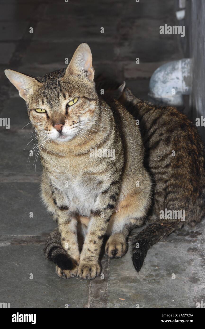 Kitten hides behind its mother Stock Photo - Alamy