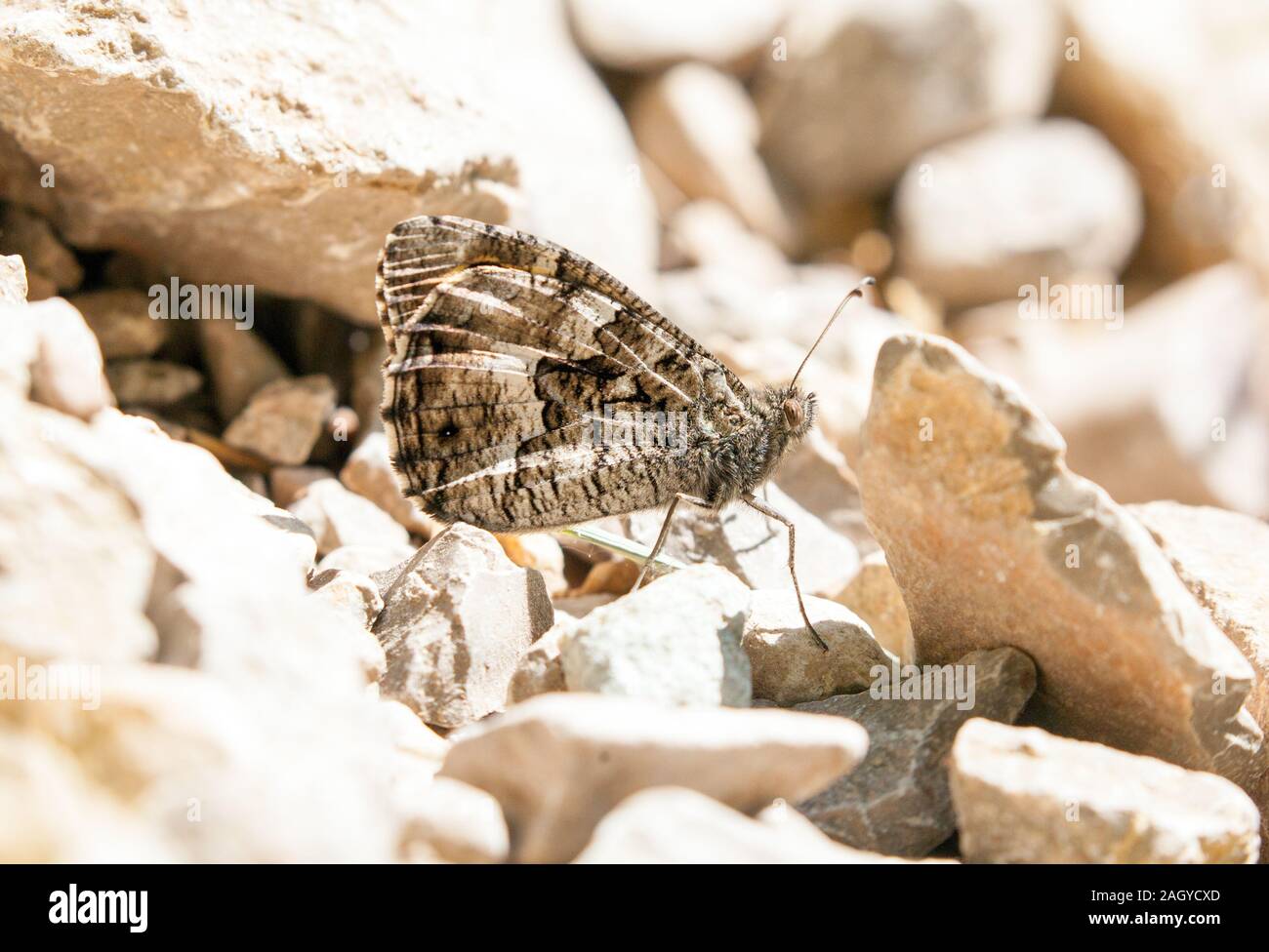 Grayling butterfly Hipparchia semele on rocks in the Spanish ...