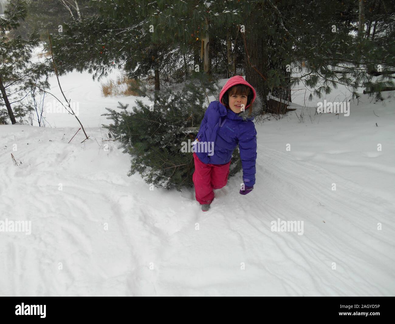 Girl pulling christmas tree hi-res stock photography and images - Alamy