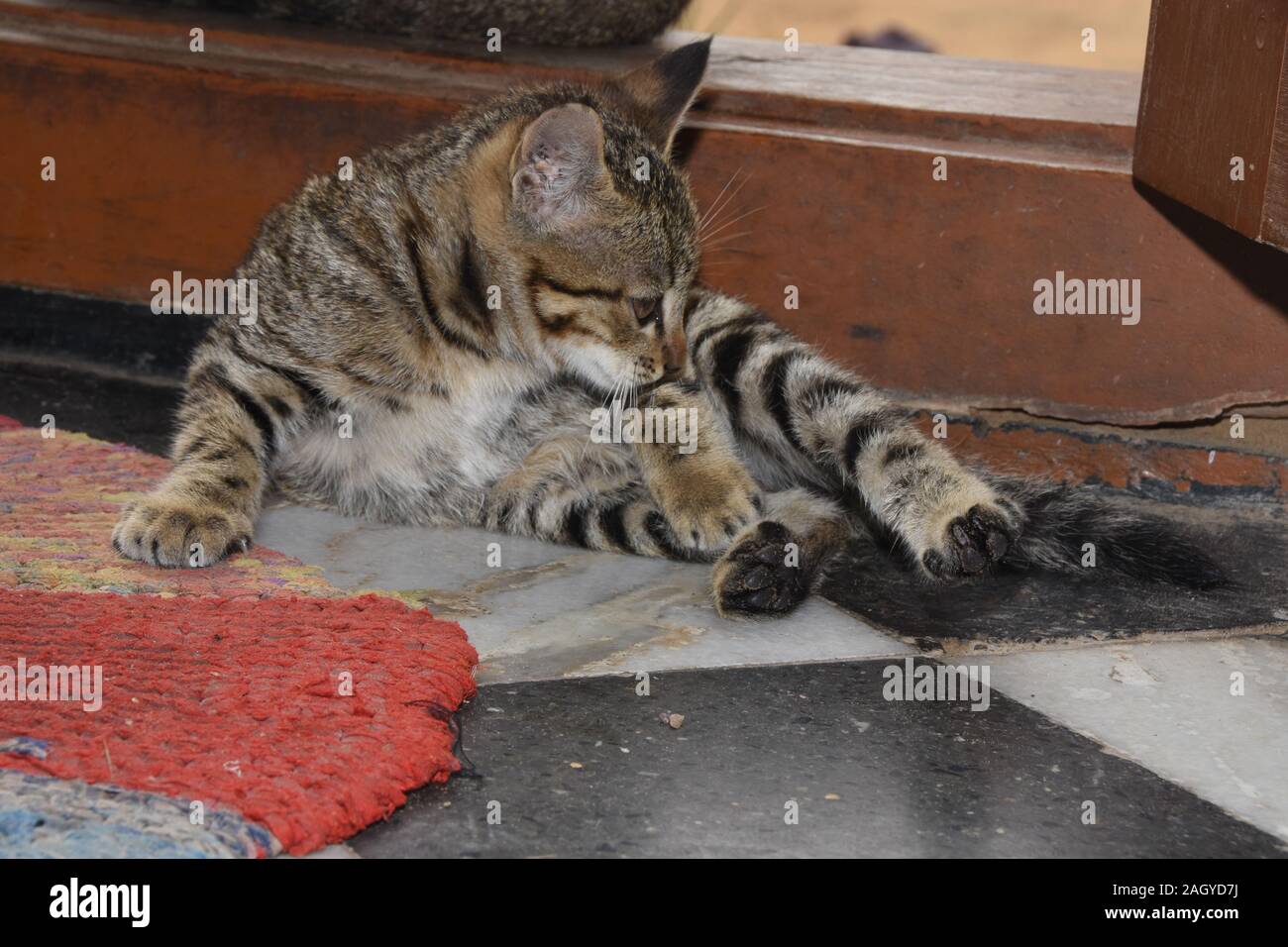 Tail Bobbing High Resolution Stock Photography and Images - Alamy