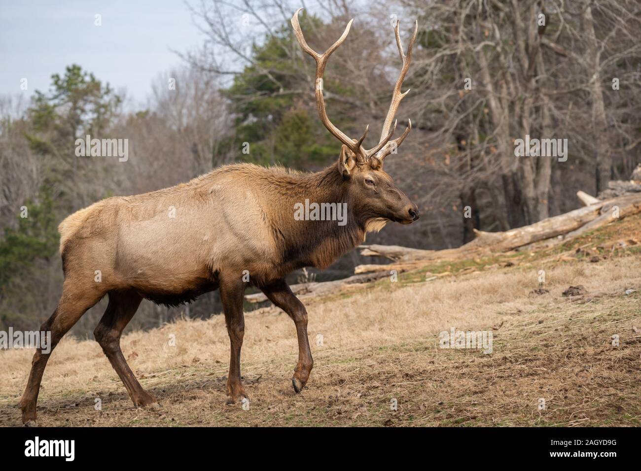 Bull Elk Climbing a Hill Stock Photo - Alamy
