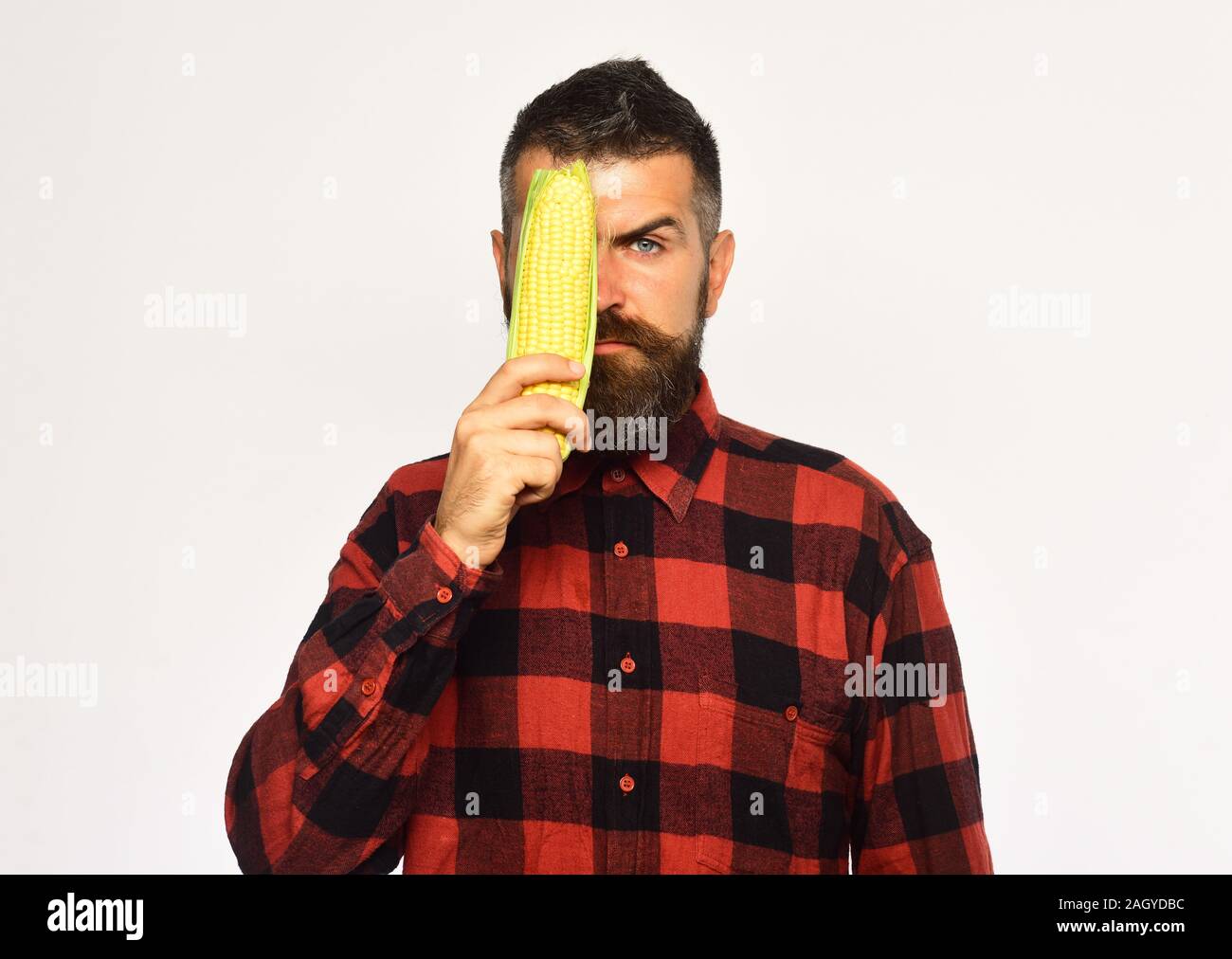Guy shows his harvest. Farmer with serious face with yellow corn ...