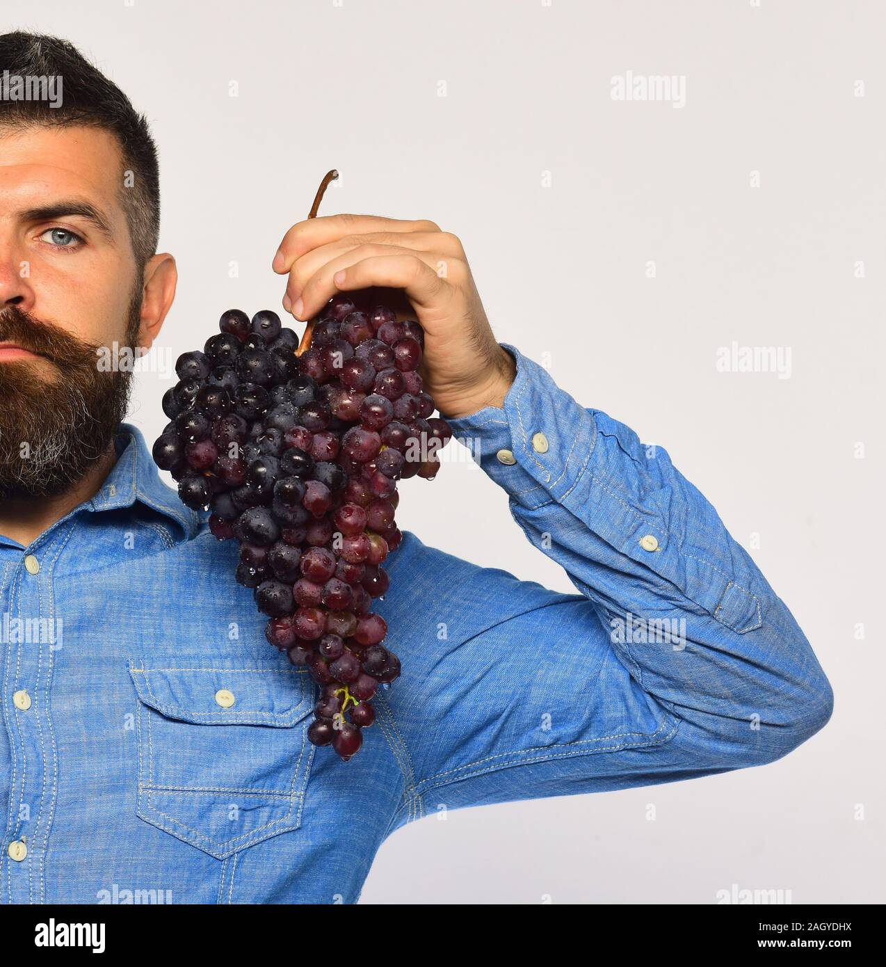 Man with beard holds bunch of black grapes isolated on white background ...