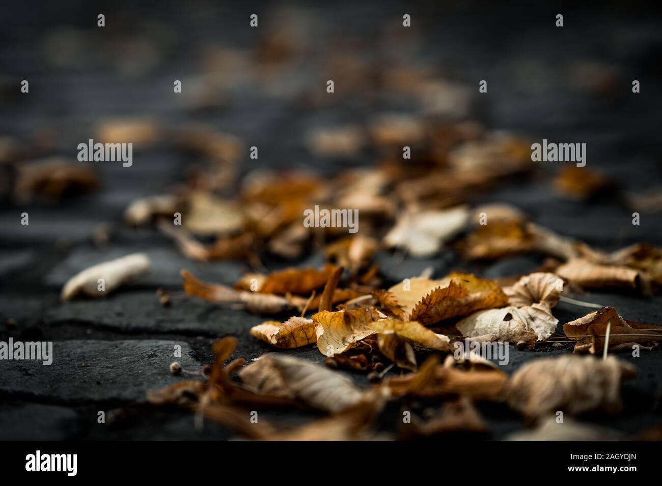 Leaves on floor hi-res stock photography and images - Alamy