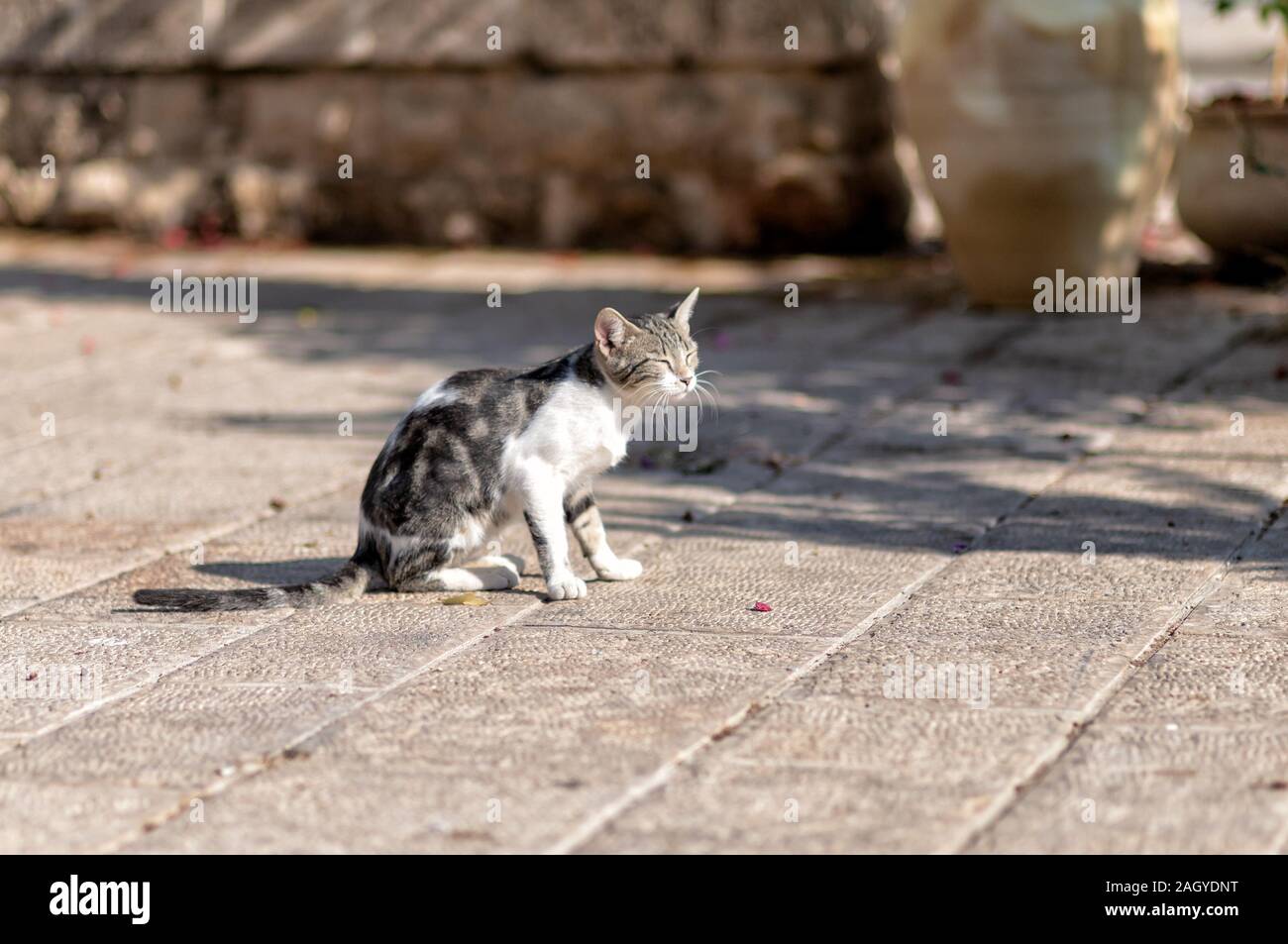 cat takes a sun bath Stock Photo - Alamy