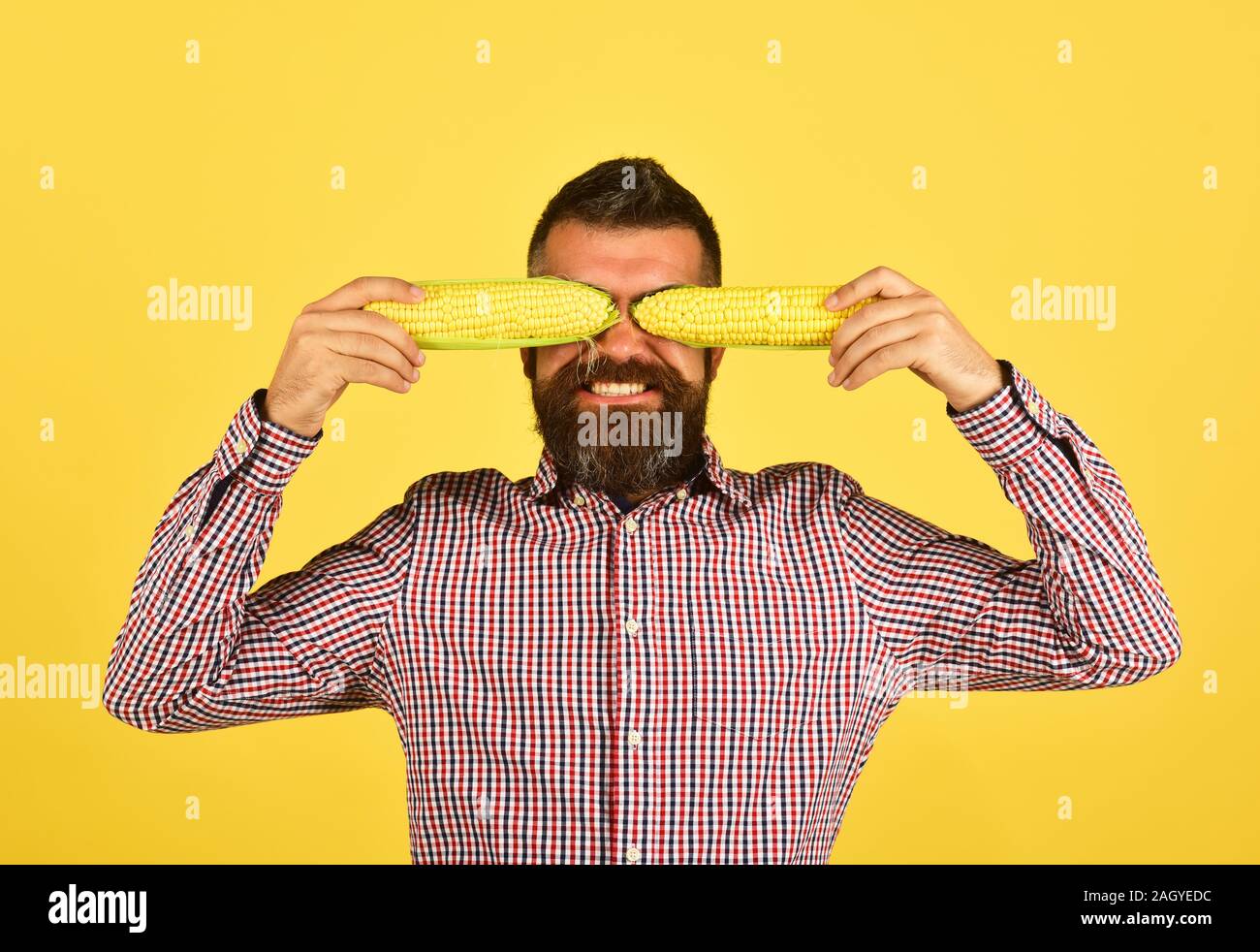 Man with beard holds corn cobs isolated on yellow background. Guy shows ...