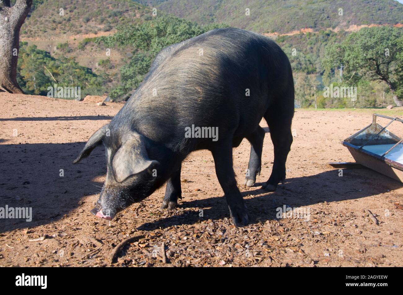 Funny cartoon character big head hi-res stock photography and images ...