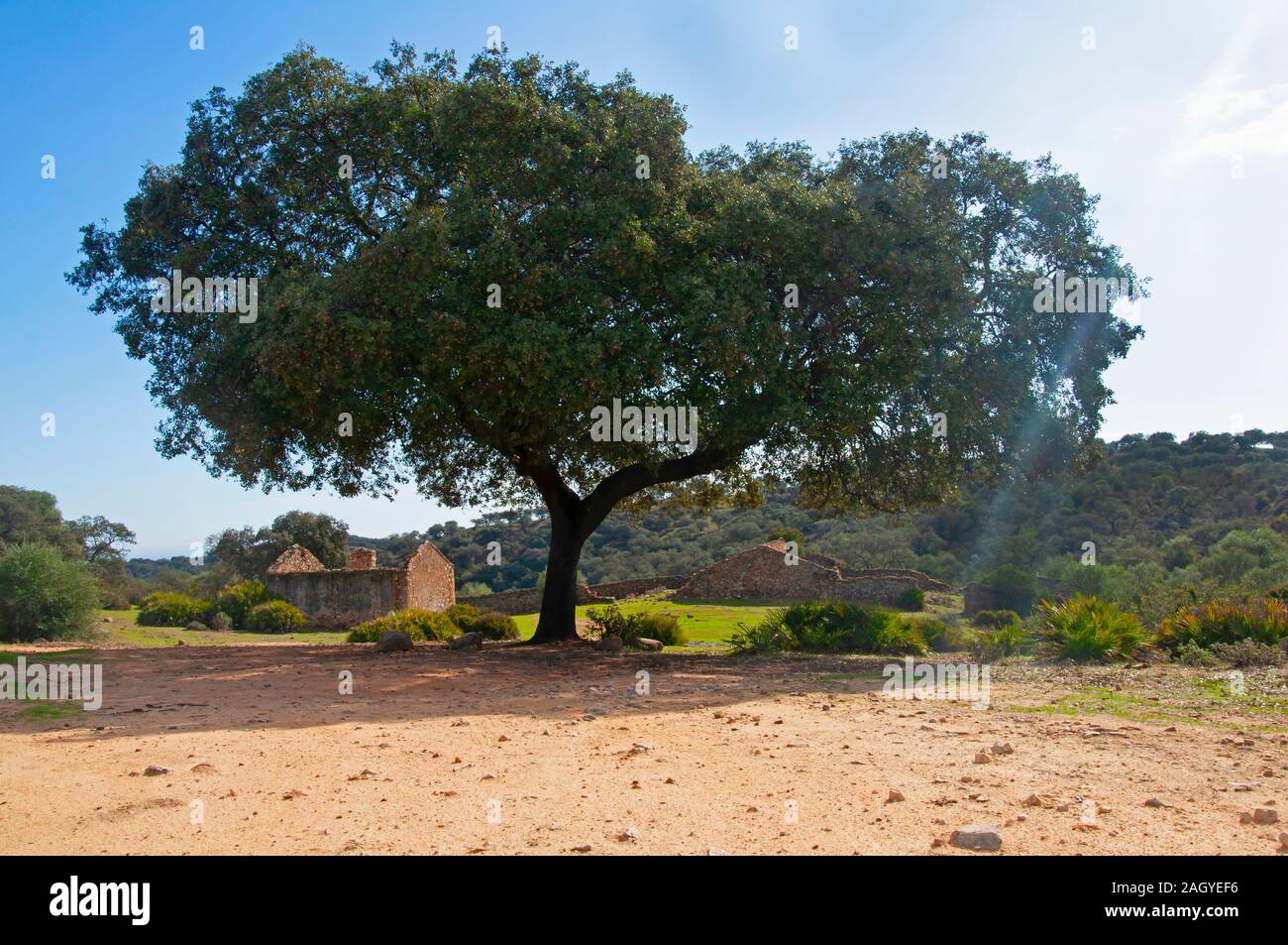 Big olive tree, sun rays and ruined house on the background. Seville ...